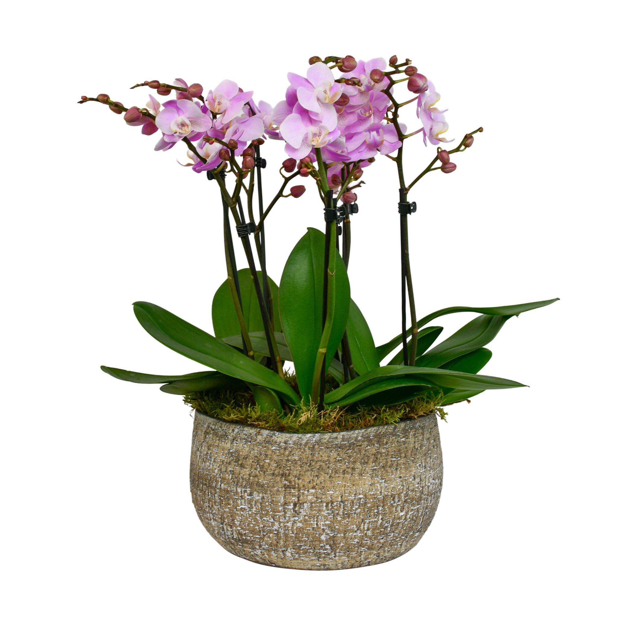 Asda, Sainsburys or Tesco Houseplants Delivery? Indoor Plants by Post ...
