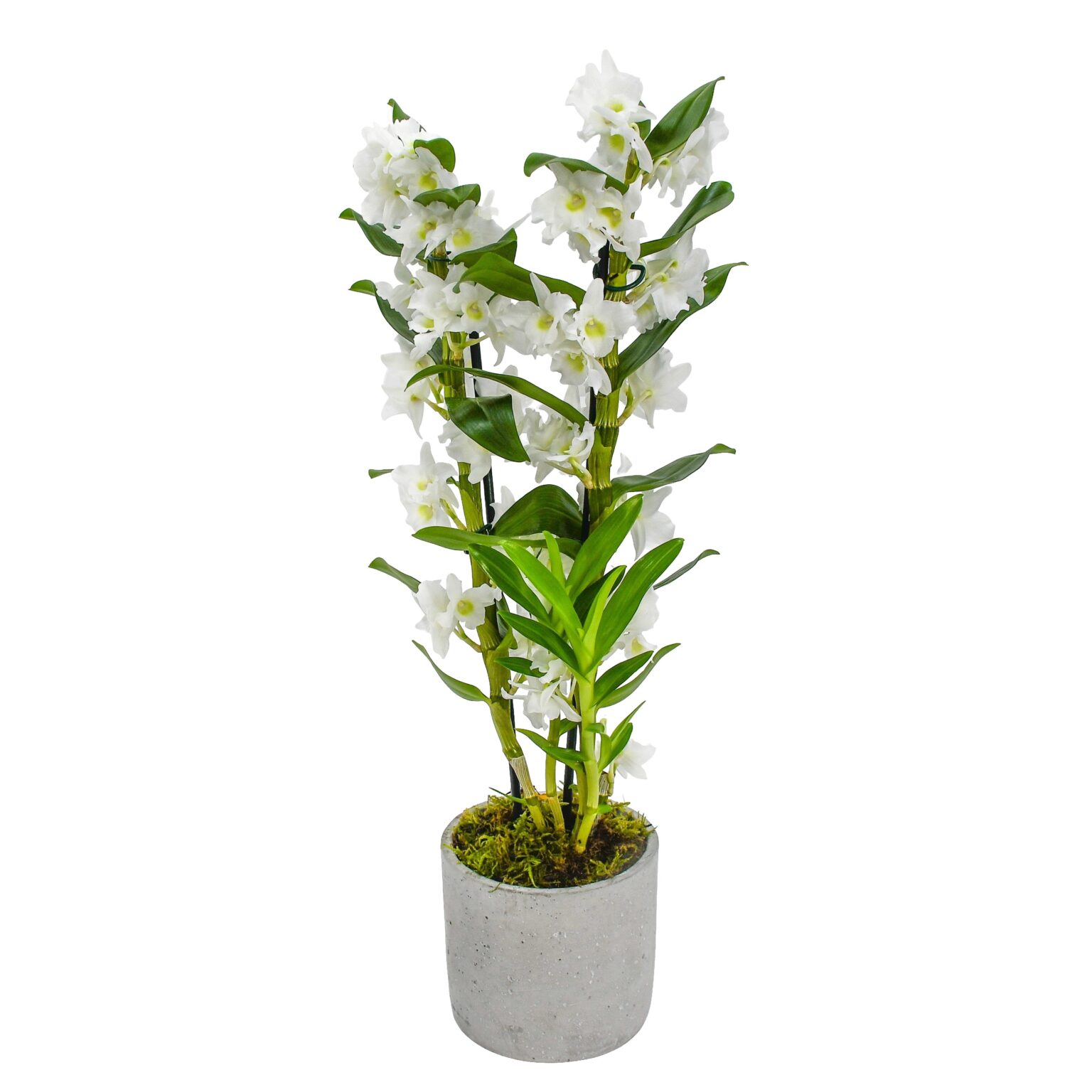 Asda, Sainsburys or Tesco Houseplants Delivery? Indoor Plants by Post ...